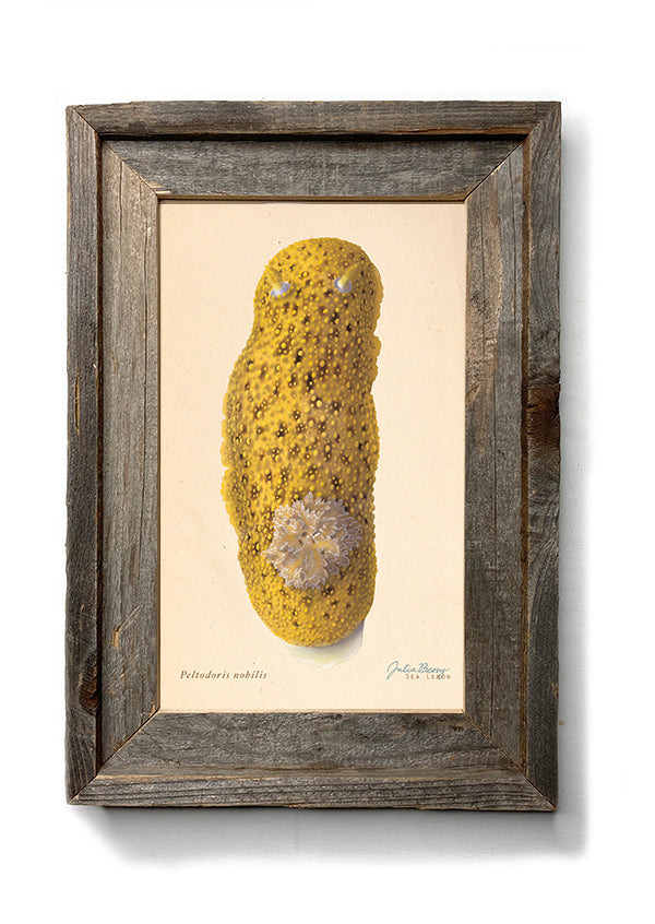 Sea Lemon - Studio Abachar