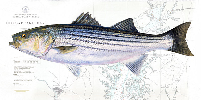 Striped Bass Drawing