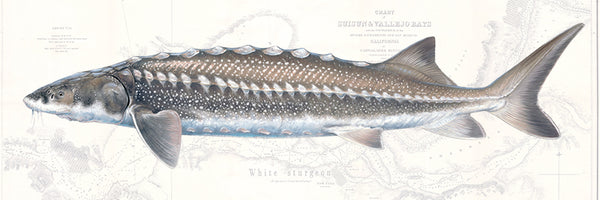 Sturgeon fish Art “White Sturgeon Over Vintage Nautical Charts” drawing