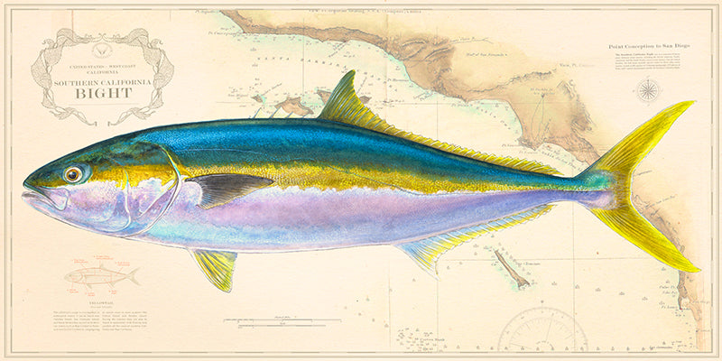 Yellowtail Art “Yellowtail Over Vintage Nautical Charts” fishing drawing